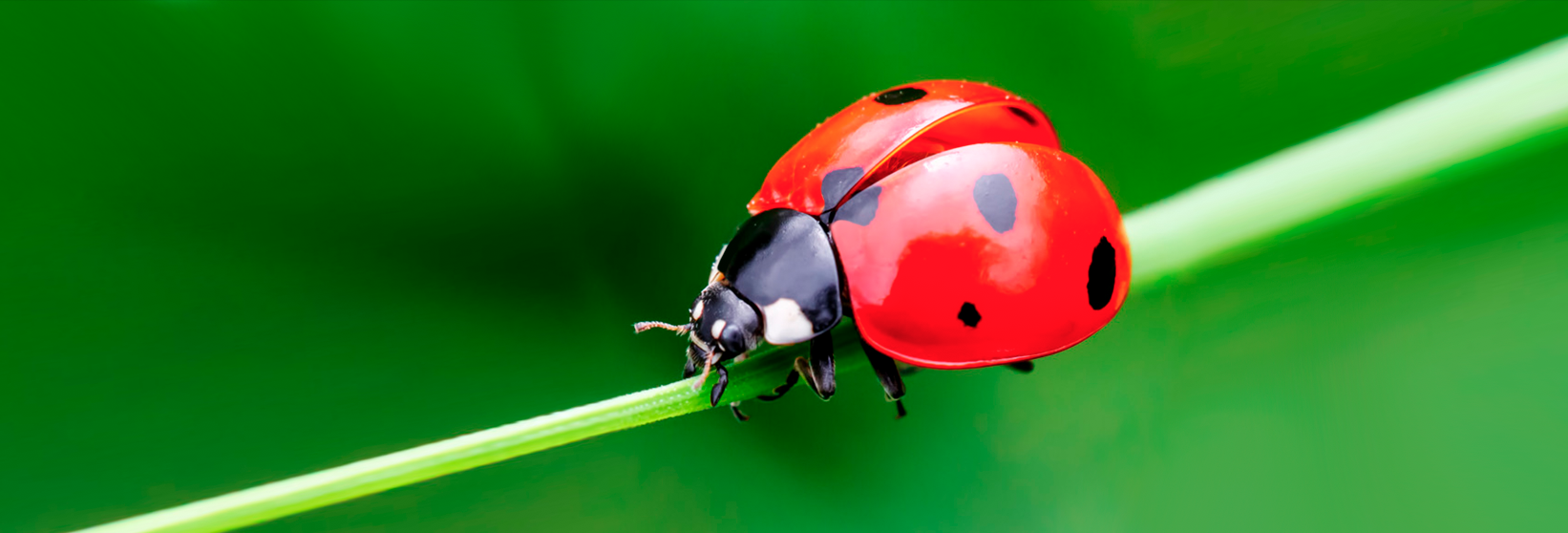 ¿Dónde nos encuentras? | Insecta