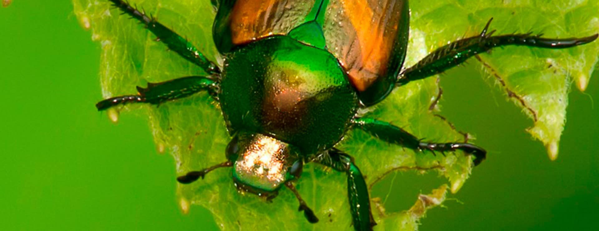 Insecta | ¿Qué es Insecta? | Misión | Visión | Equipo | Aliados