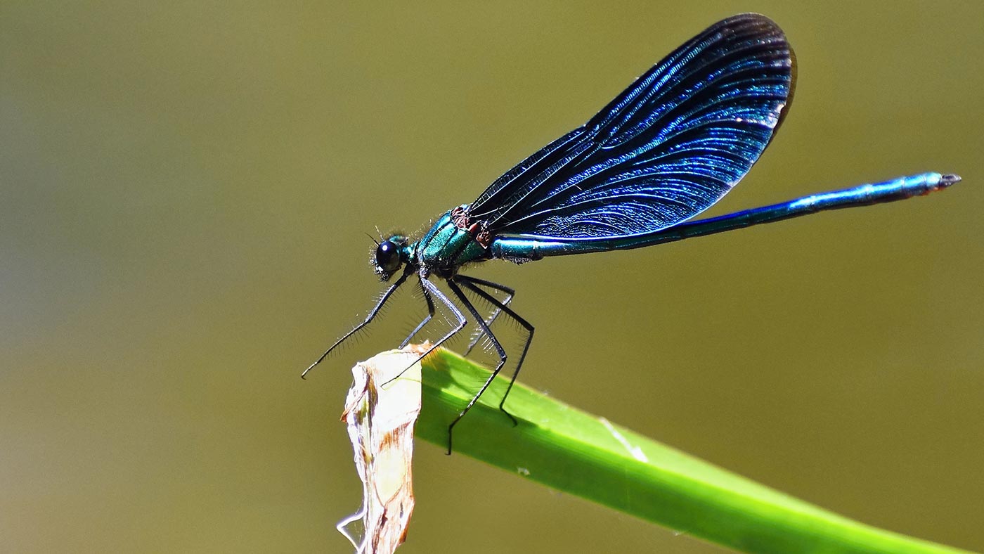 Coming Soon | Insecta