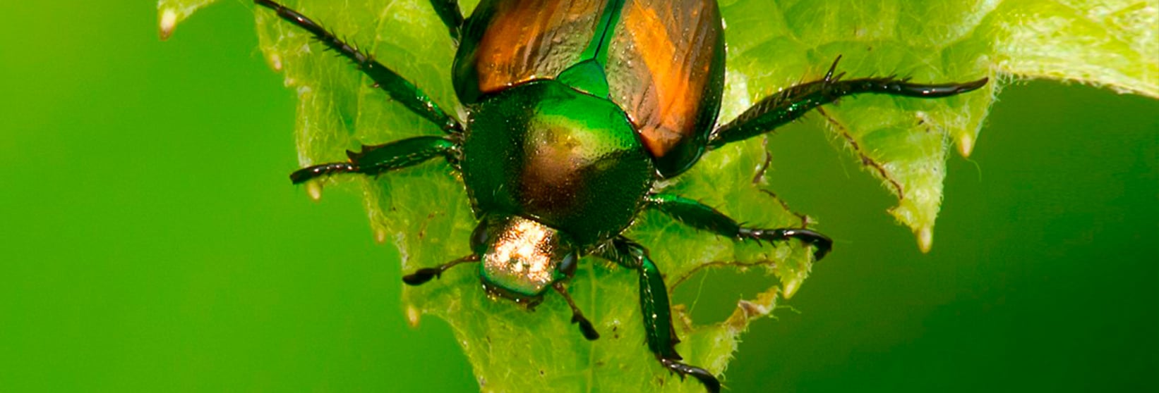 Insecta | ¿Qué es Insecta? | Misión | Visión | Equipo | Aliados